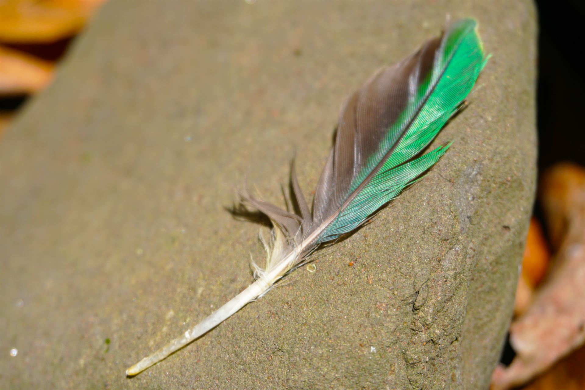 Balade en famille dans les Gorges de la Rivière-Noire à l'ile Maurice ...