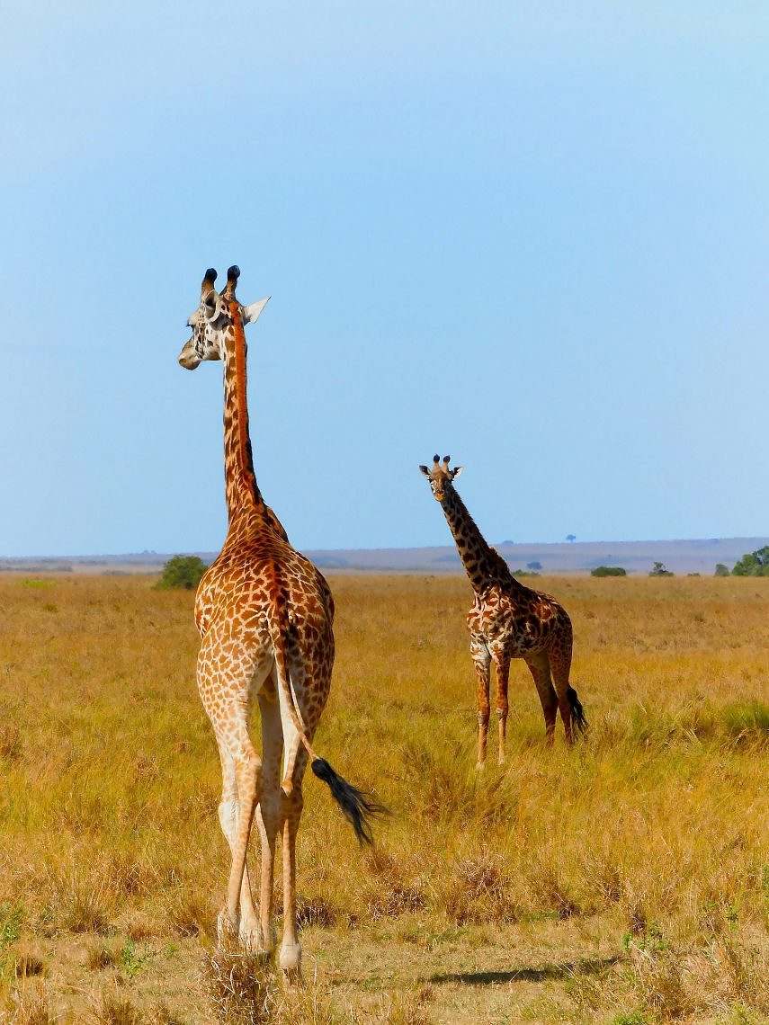 Faire un safari au Masai Mara avec des enfants | Voyage en famille en ...